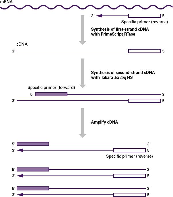 One-step RT-qPCR TAKARA - ITS Việt Nam