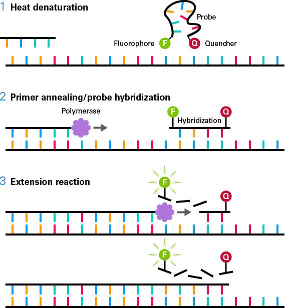 One-step RT-qPCR TAKARA - ITS Việt Nam